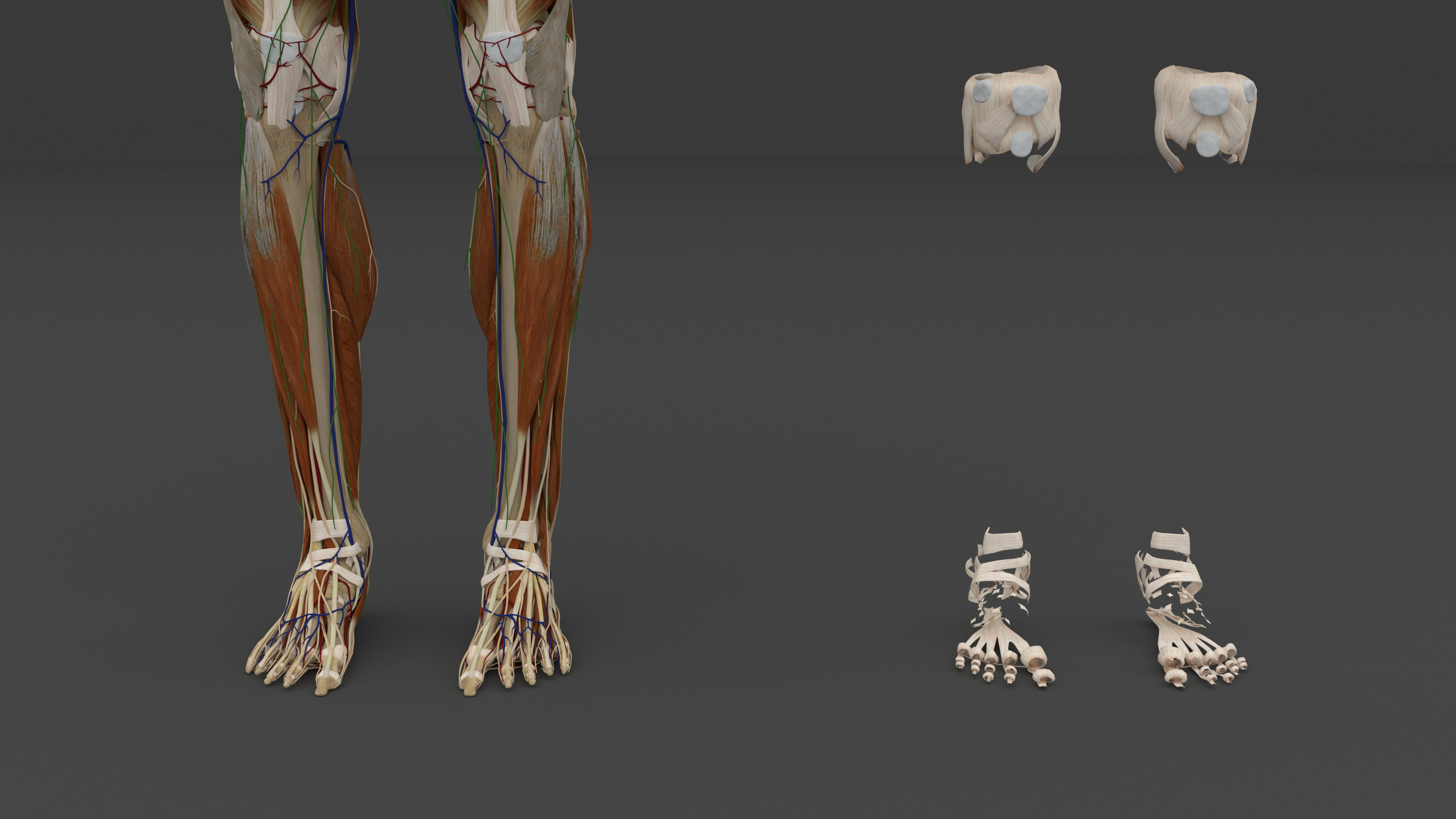 Full Complete Correct Male Female all anatomical system 3D model | CGTrader