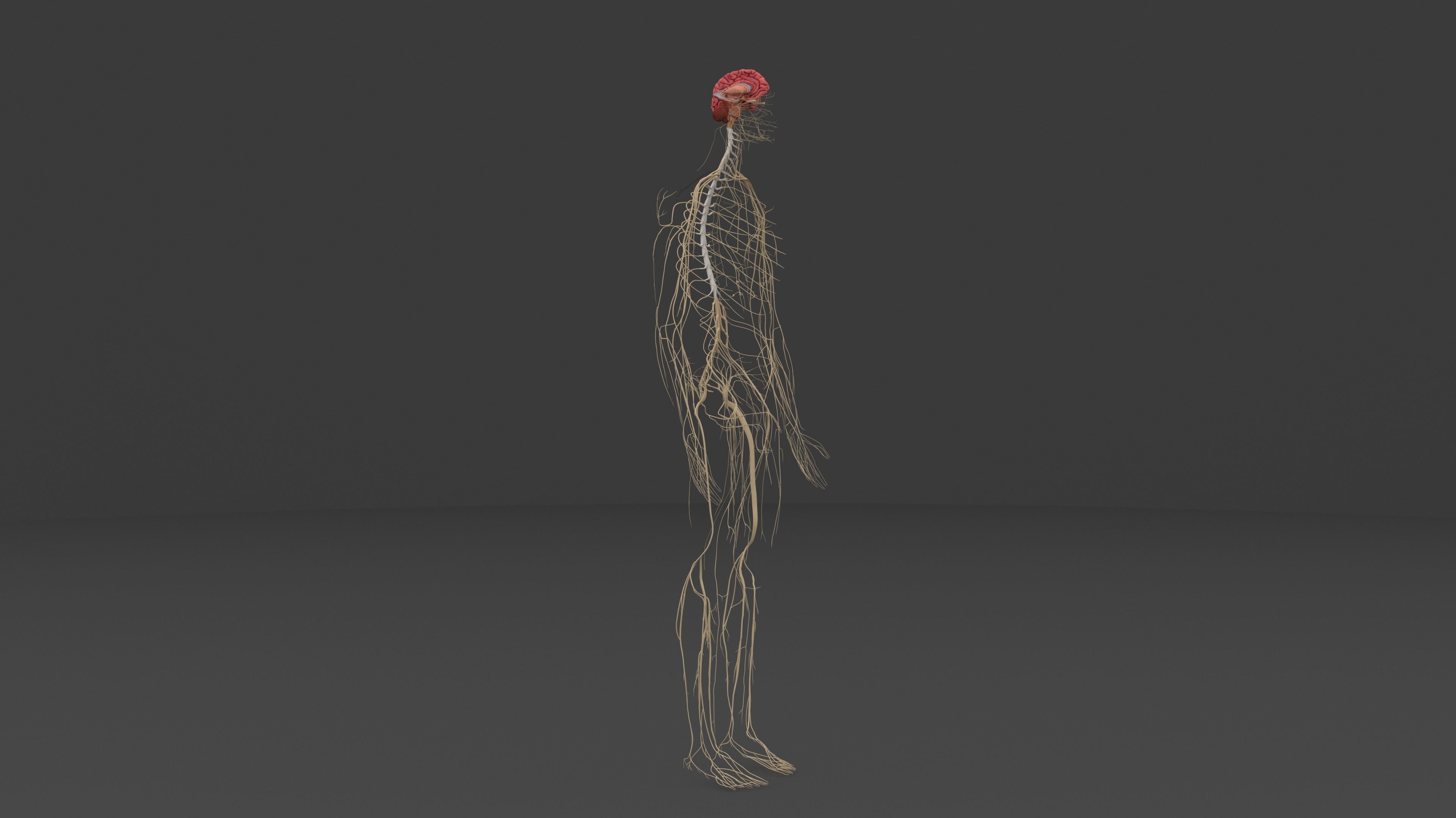 Full Complete Correct Male Female all anatomical system 3D model | CGTrader