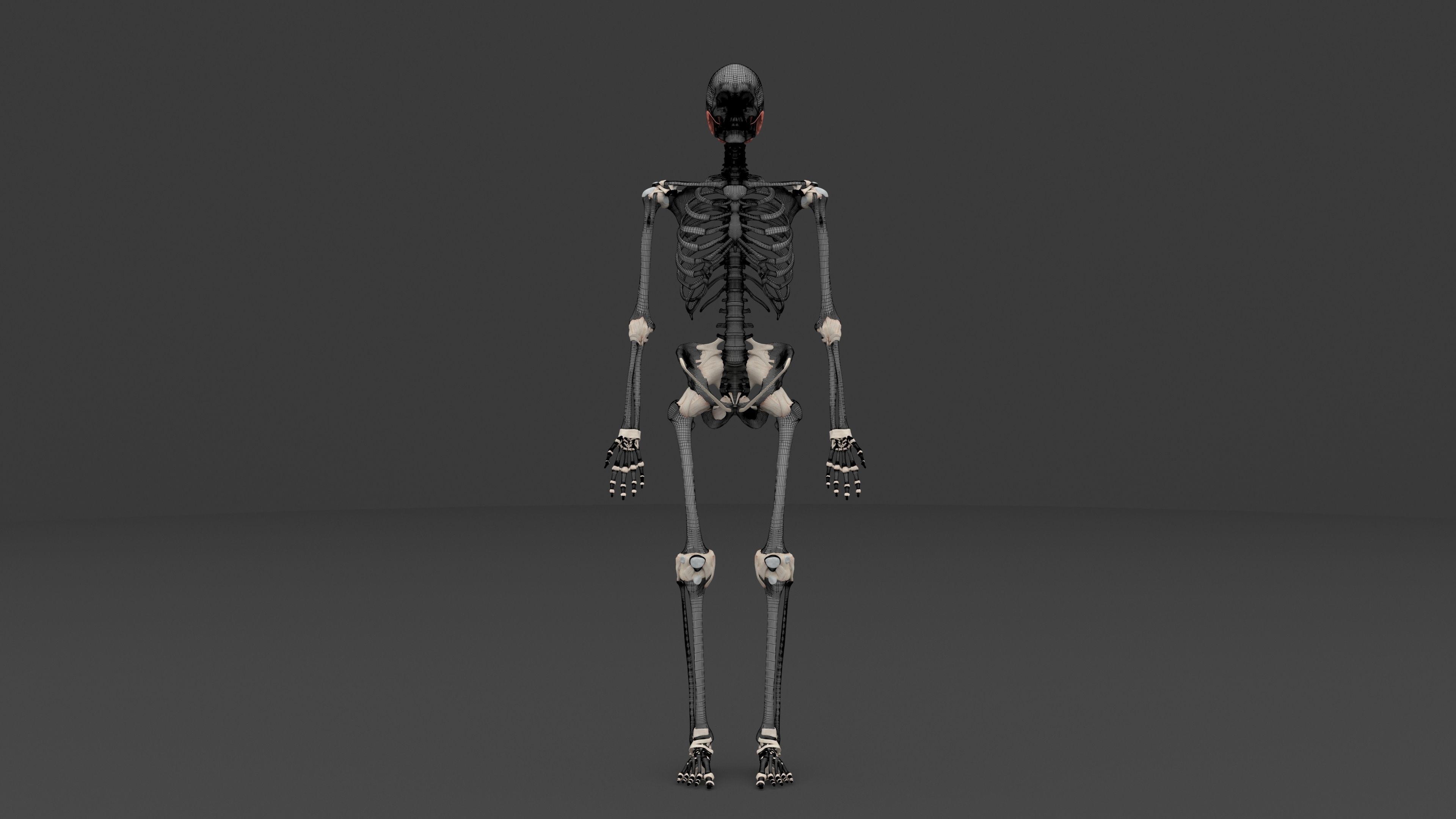 Full Complete Correct Male Female all anatomical system 3D model | CGTrader