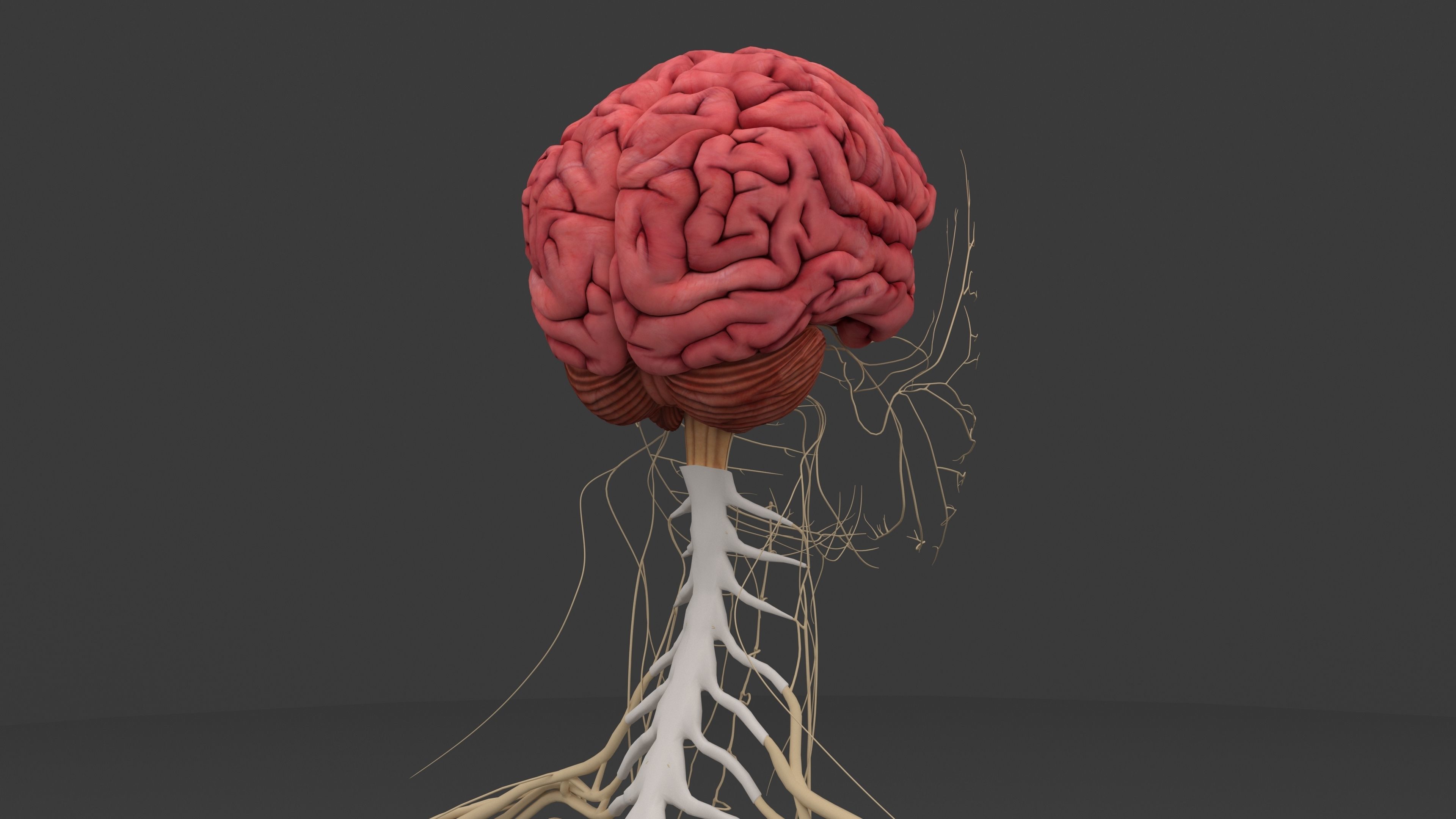 Full Complete Correct Male Female all anatomical system 3D model | CGTrader