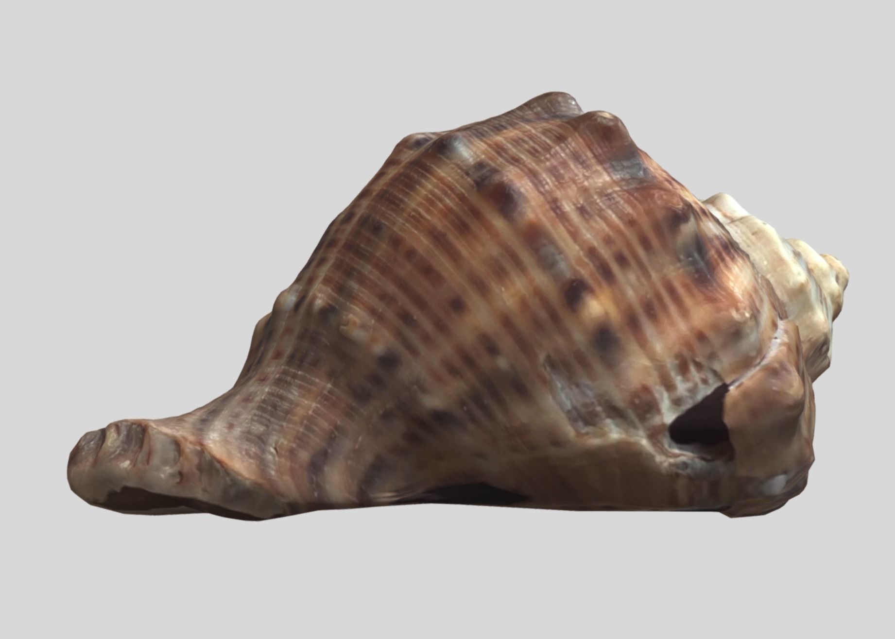 Seashell free 3D model | CGTrader