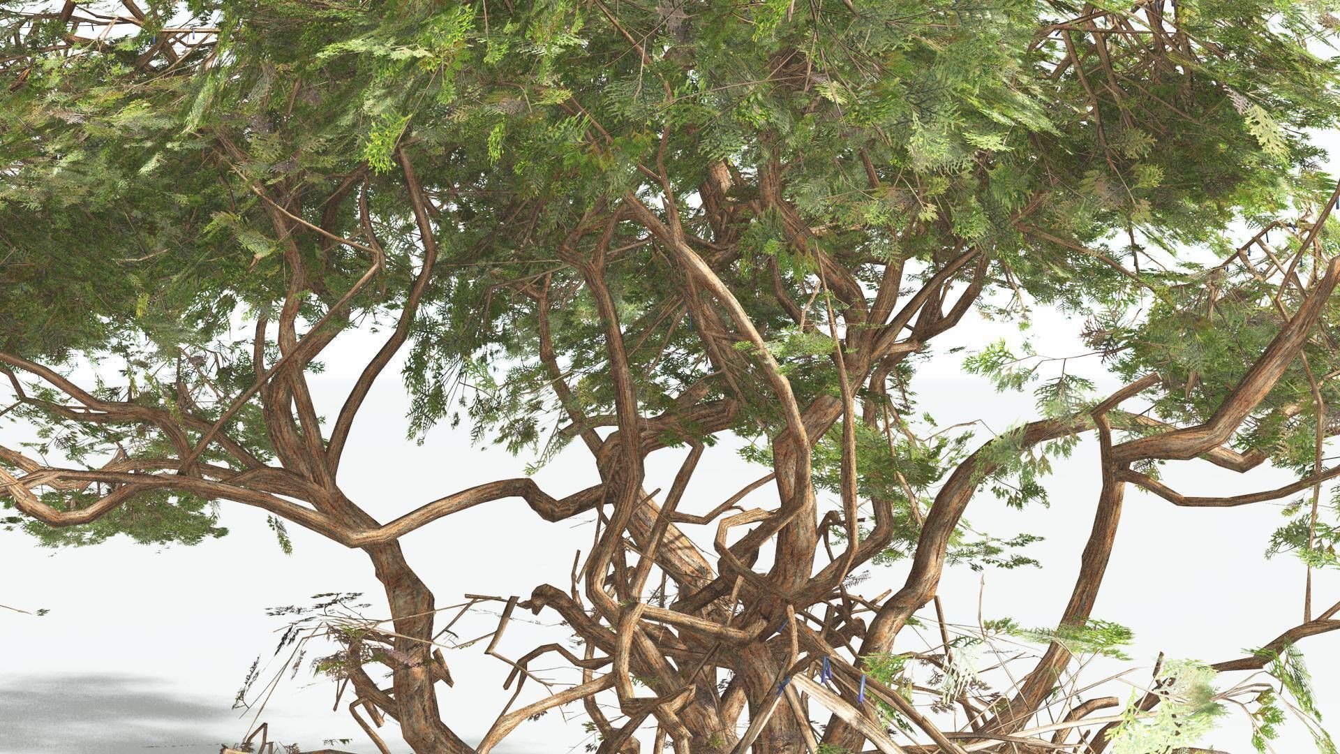 3D model EVERYPlant Utah Juniper LowPoly 1 --16 Models-- VR / AR / low-poly | CGTrader