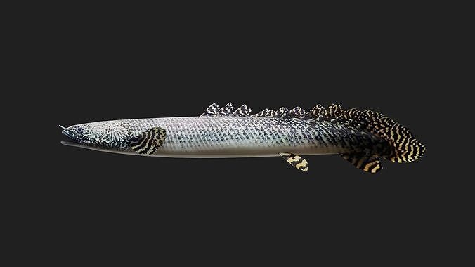 Bichir 3D model rigged | CGTrader