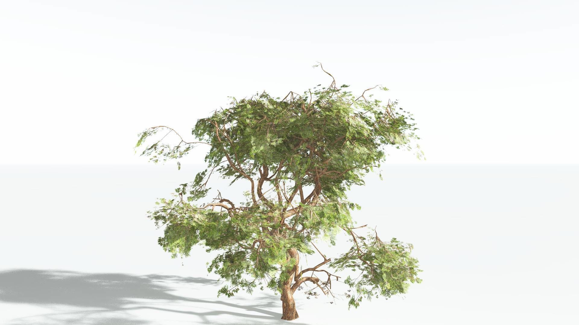 3D model EVERYPlant Utah Juniper LowPoly 2 --16 Models-- VR / AR / low-poly | CGTrader