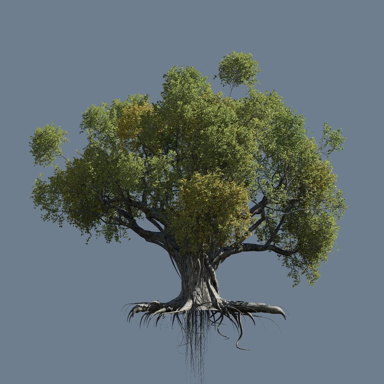 High quality Large banyan tree 07 free 3D model | CGTrader