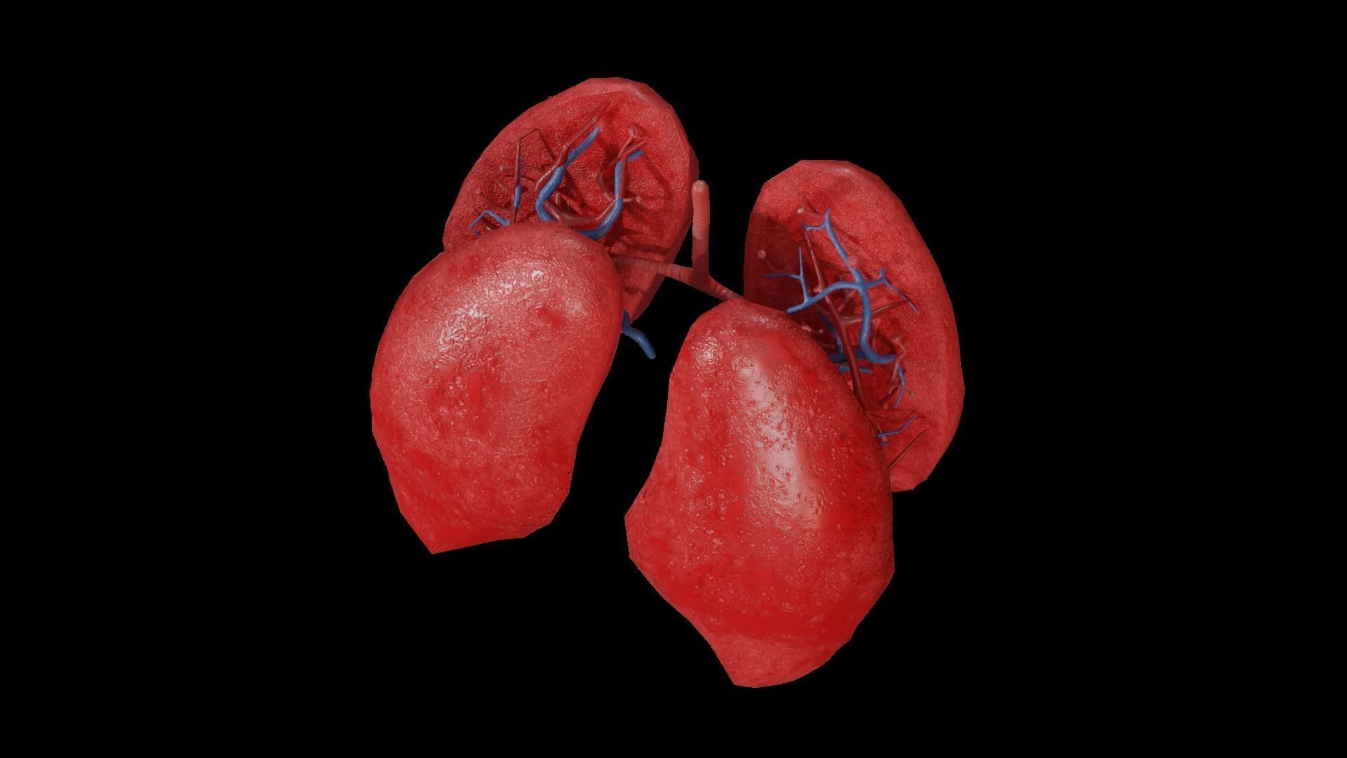 3D model Internal Lung VR / AR / low-poly | CGTrader