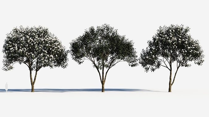 Magnolia grandiflora a 3D model | CGTrader