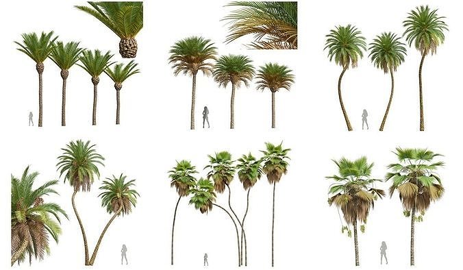 6 Different SETS of Tree SET VOL51 3D Model Collection | CGTrader