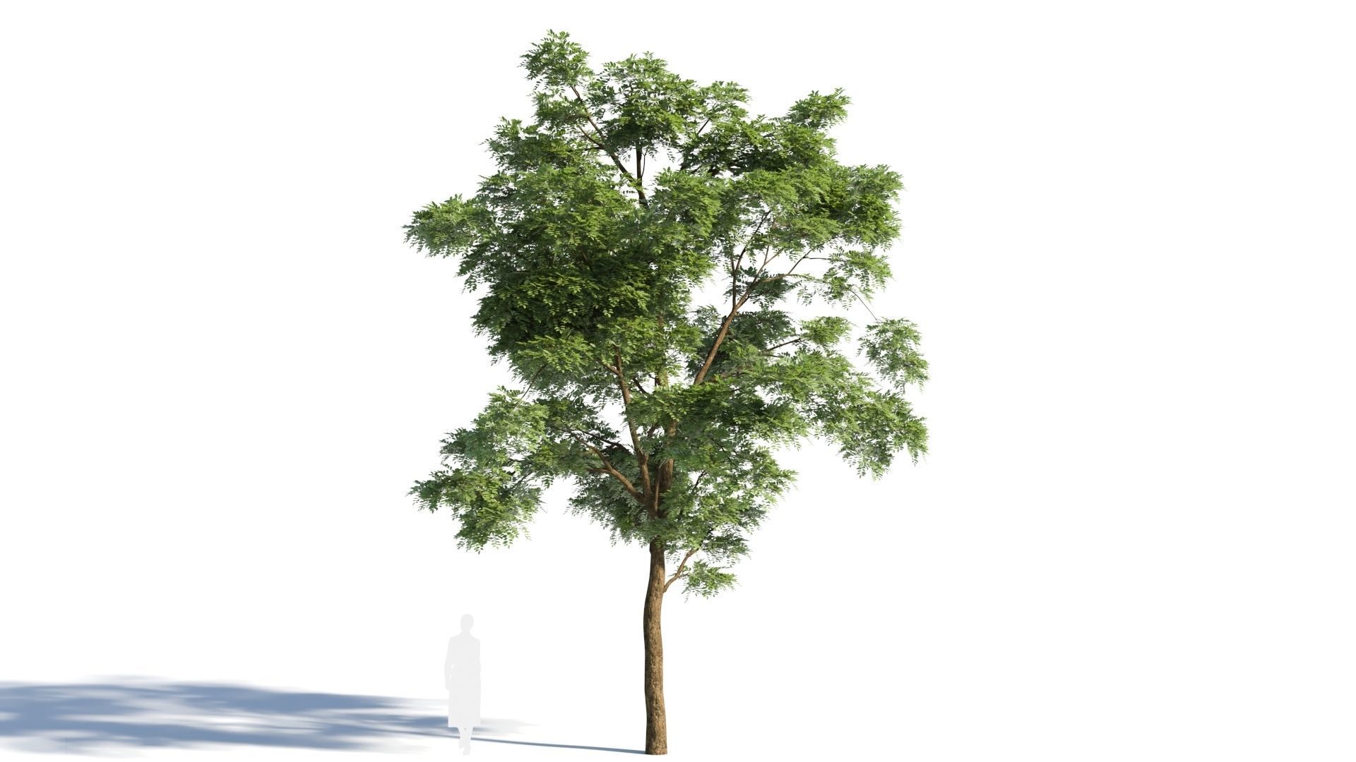 Sophora japonica tree b 3D model | CGTrader