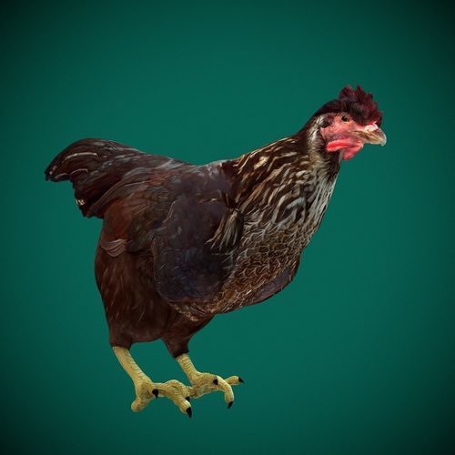 Marans Black Chicken 3D model animated rigged | CGTrader
