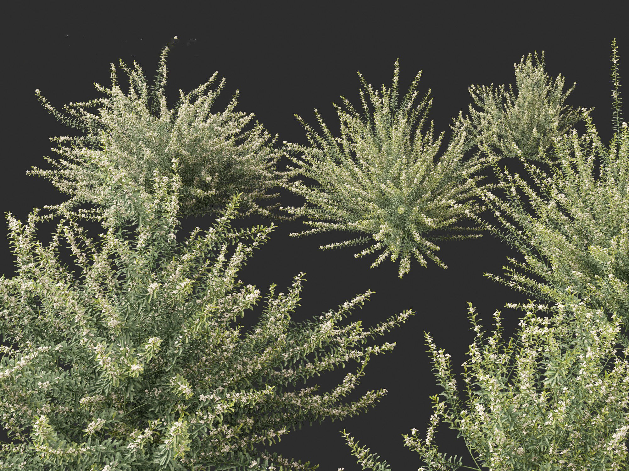 Philotheca Myoporoides Ruby Cascade - Wax Flower 3D model | CGTrader