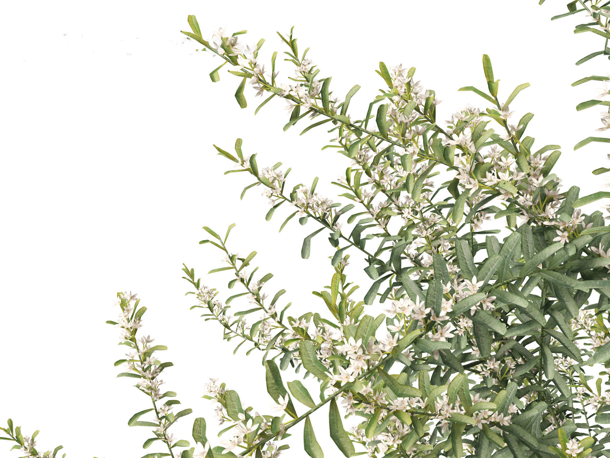 Philotheca Myoporoides Ruby Cascade - Wax Flower 3D model | CGTrader