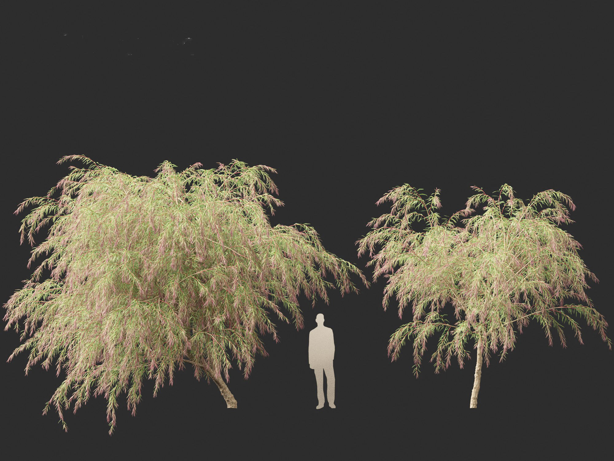 Burgundy Myrtle - Burgundy Willow Myrtle 3D model | CGTrader