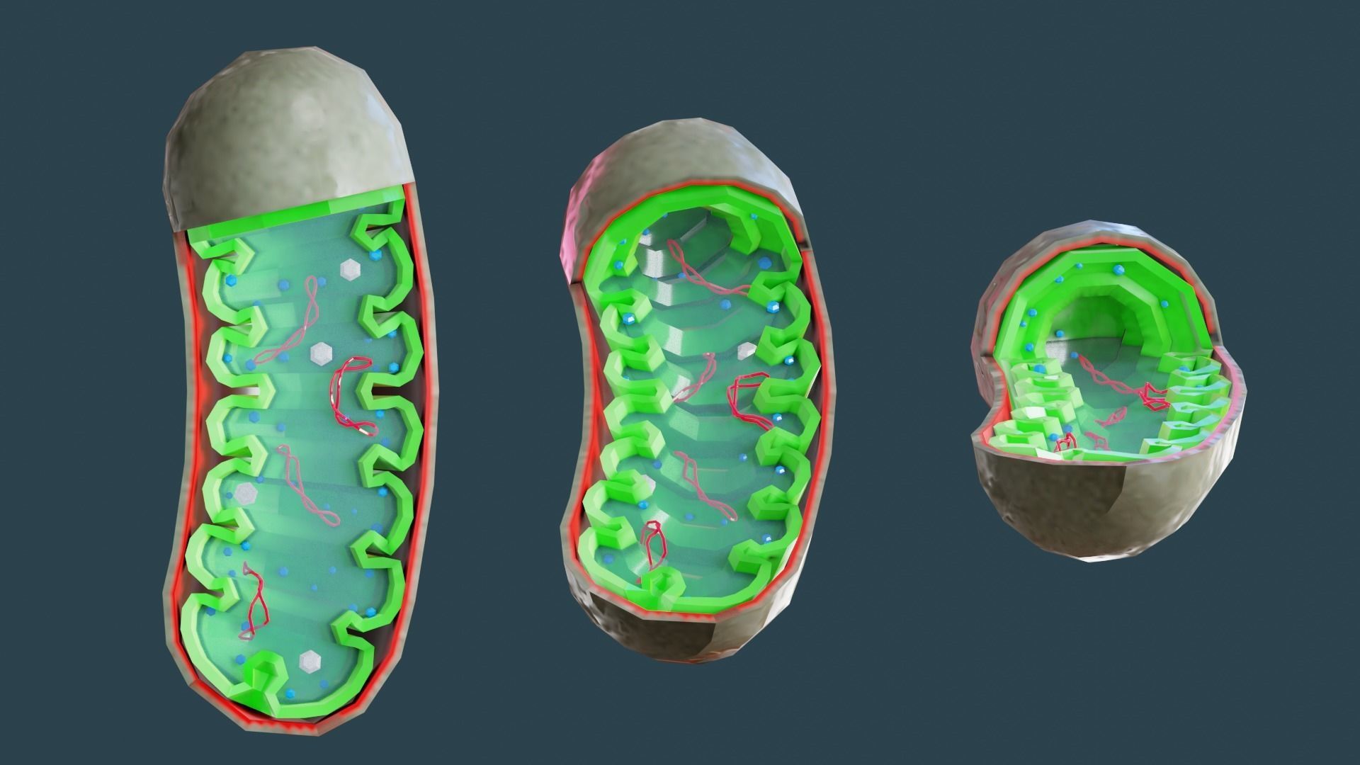 3D model MITOCHONDRIA VR / AR / low-poly | CGTrader