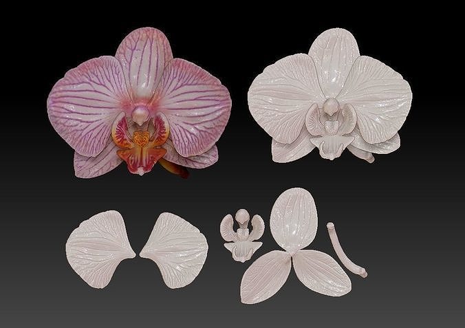 orchid flowers set 3D model 3D printable | CGTrader