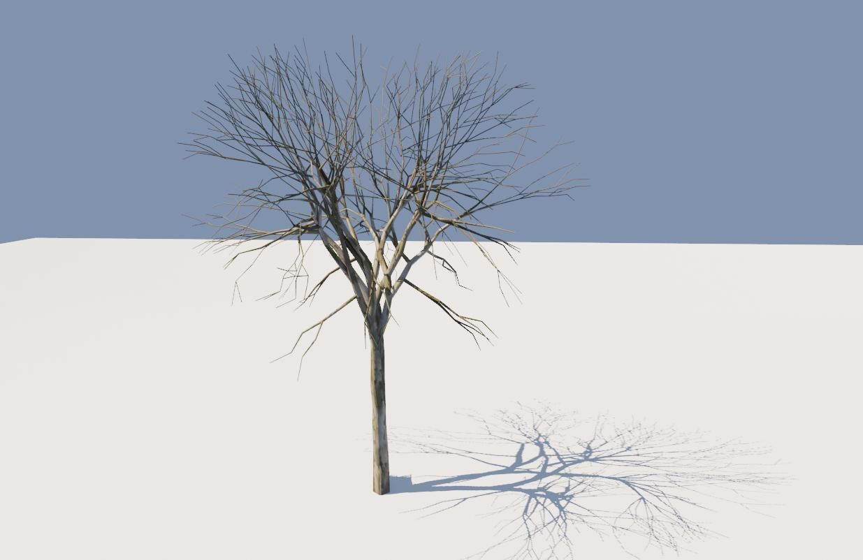 3D model Thin Dry Tree - Arvore Seca VR / AR / low-poly | CGTrader