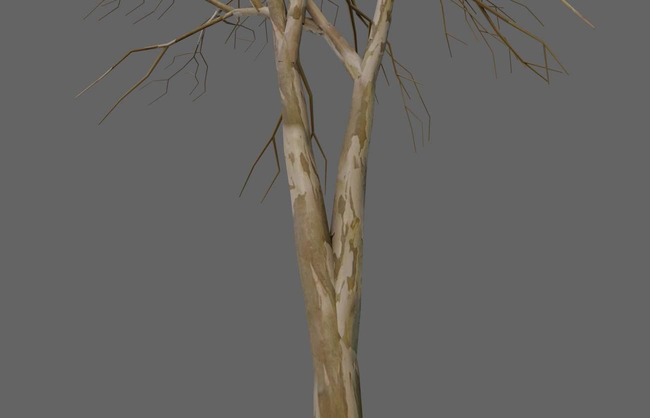 3D model Thin Dry Tree - Arvore Seca VR / AR / low-poly | CGTrader