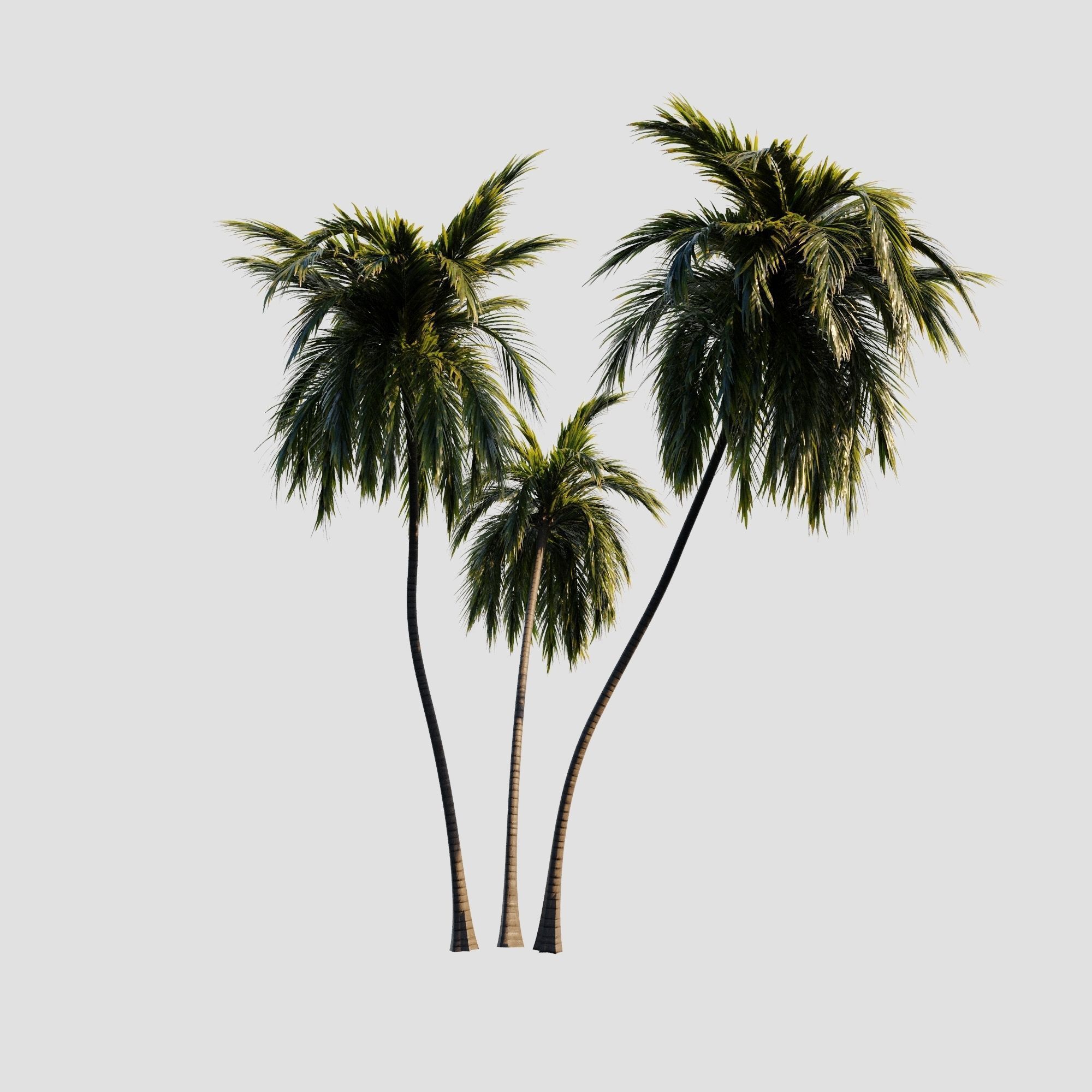 3D model 8 coconuts palms tree set VR / AR / low-poly | CGTrader