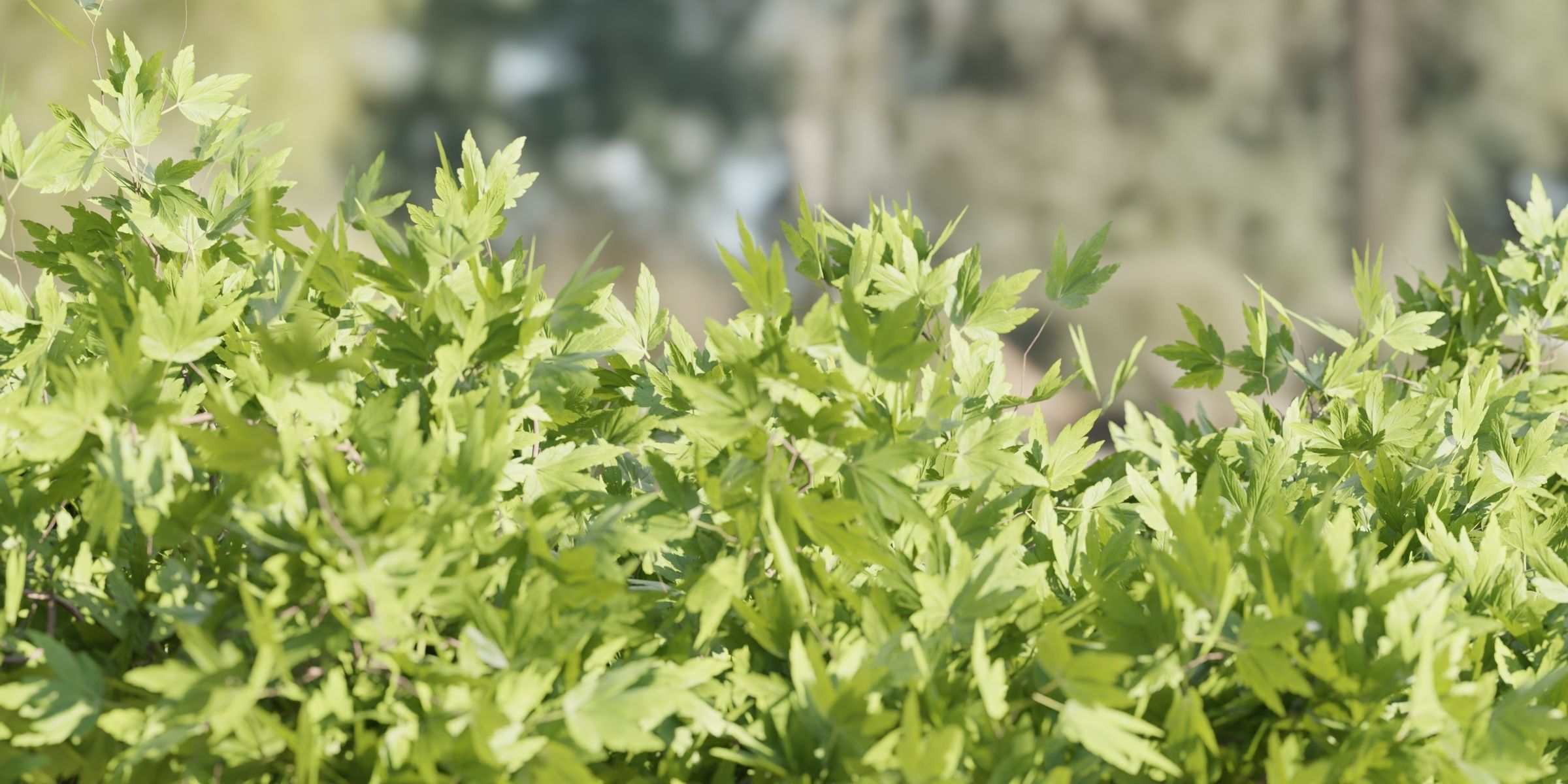 outdoor bushes collection vol 9-Blender 3D model | CGTrader