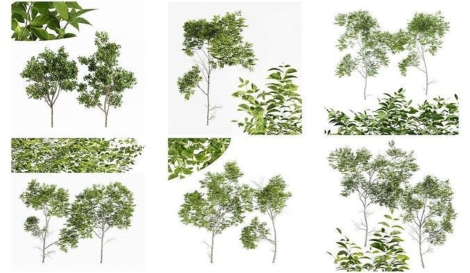 6 Different SETS of Tree SET VOL75 3D Model Collection | CGTrader