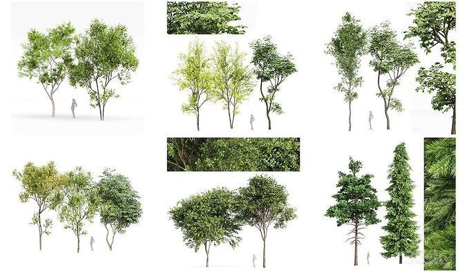 6 Different SETS of Tree SET VOL76 3D Model Collection | CGTrader