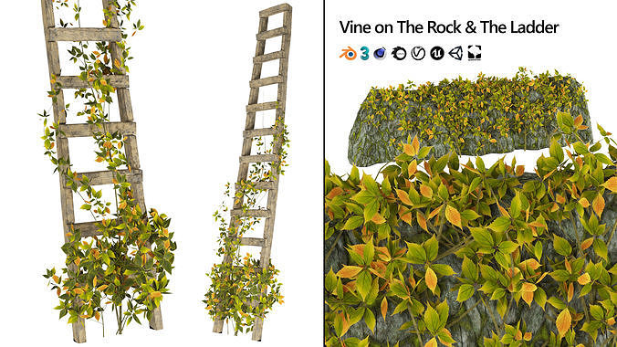 3D model Vine Climber Plant on Ladder and Rock 3D Model VR / AR / low ...