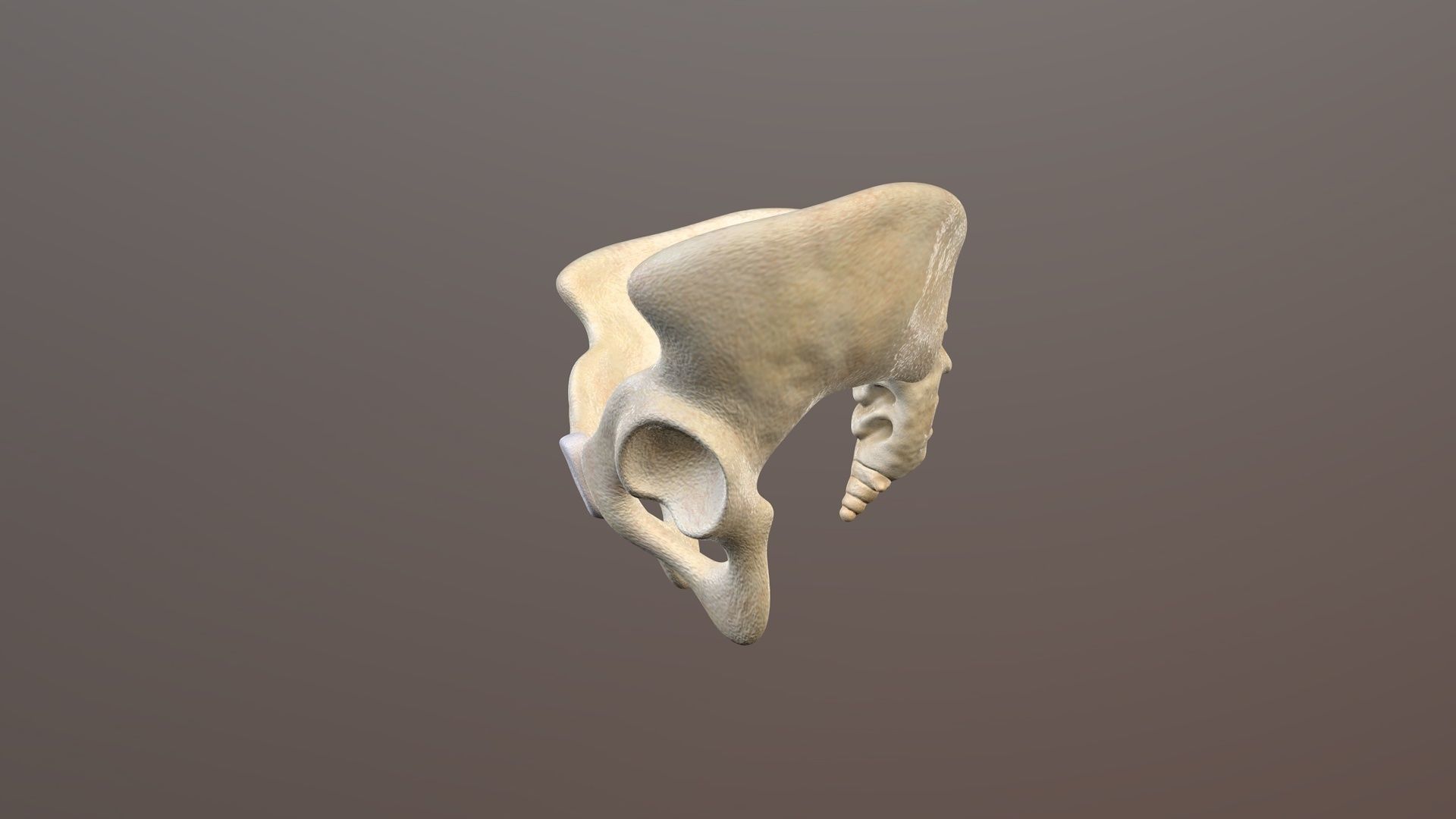 3D model Pelvis Bone VR / AR / low-poly | CGTrader