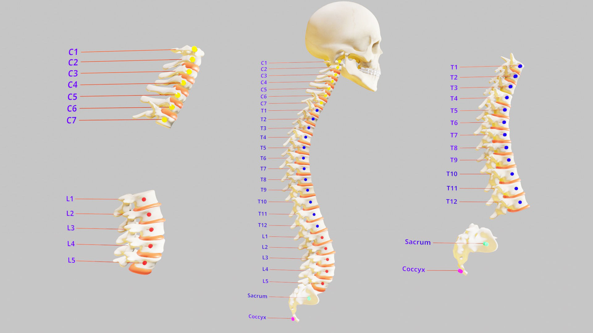 Human Spinal Column 3D model animated | CGTrader