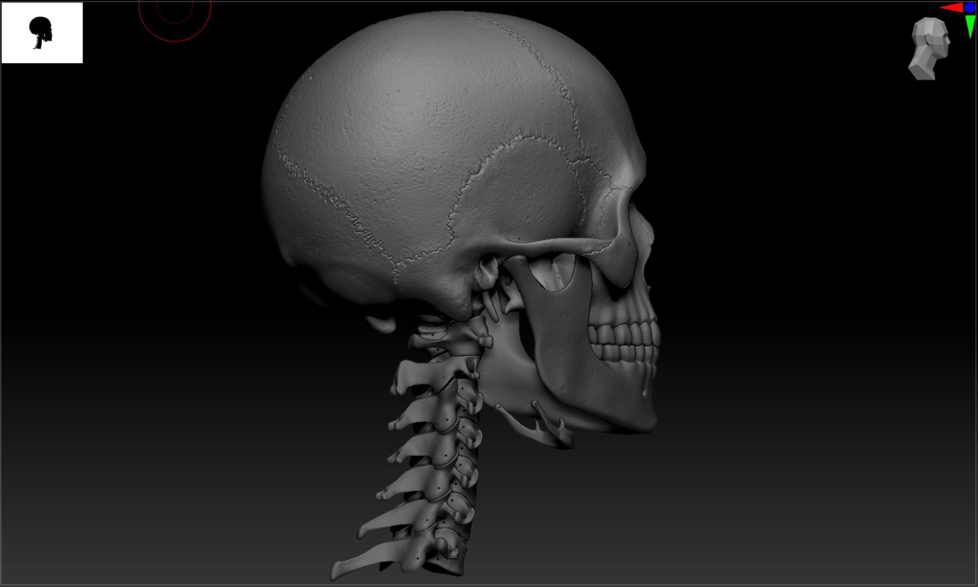 Cranium - Skull - C-Spine 3D model 3D printable | CGTrader
