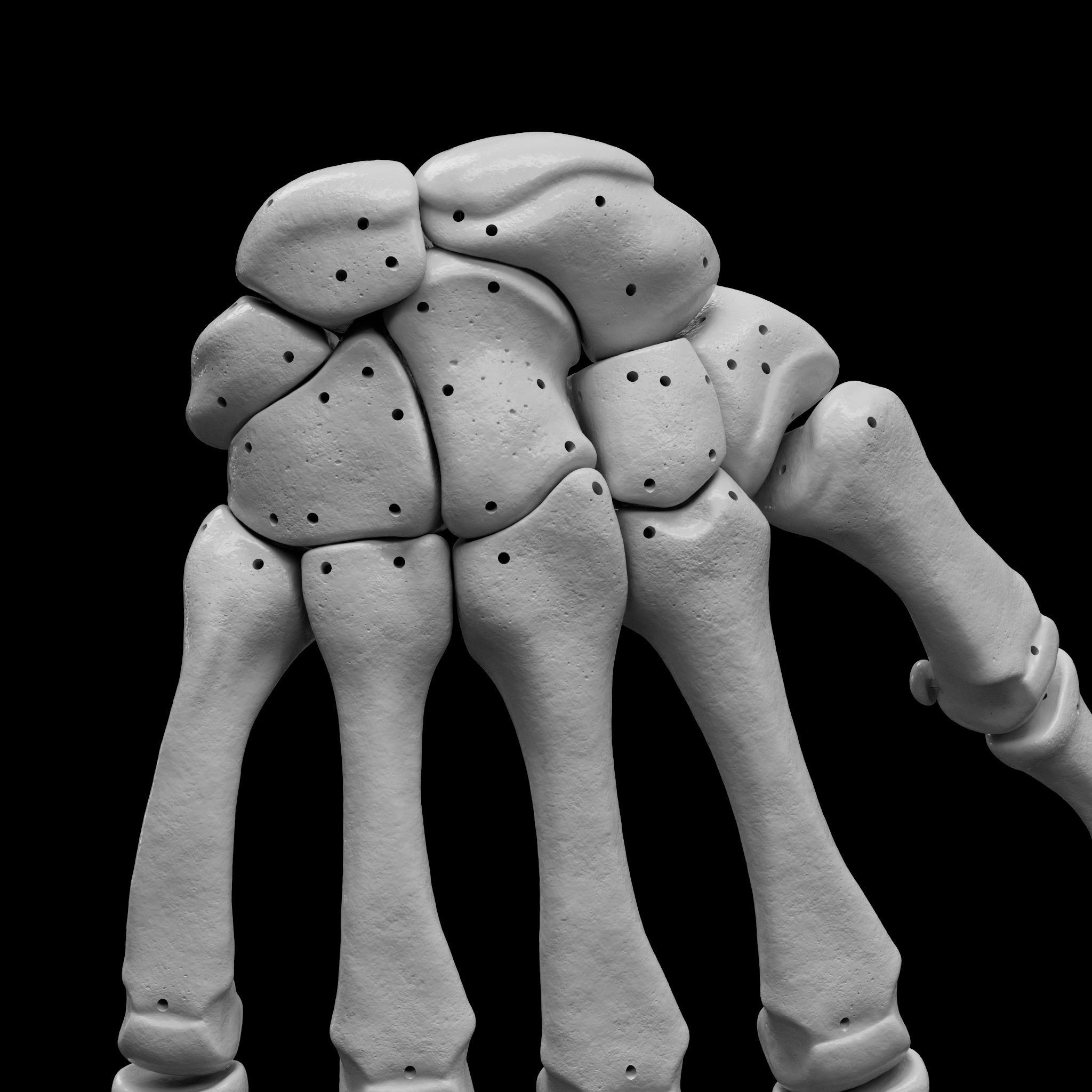 Human Rt Arm and Hand bones 3D model 3D printable | CGTrader