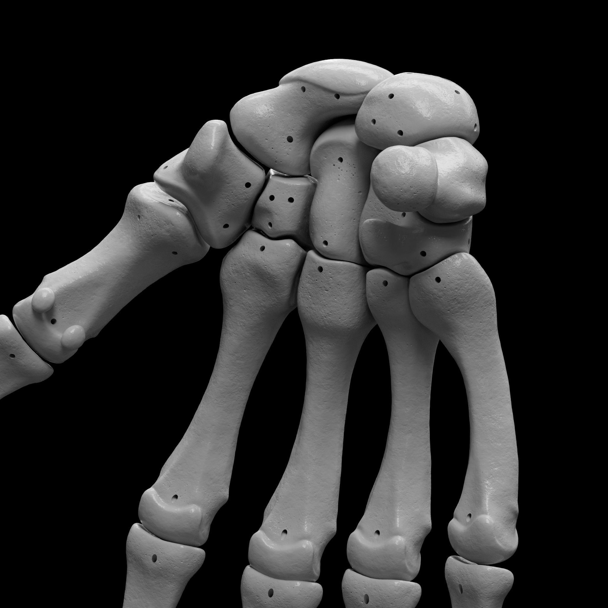 Human Rt Arm and Hand bones 3D model 3D printable | CGTrader
