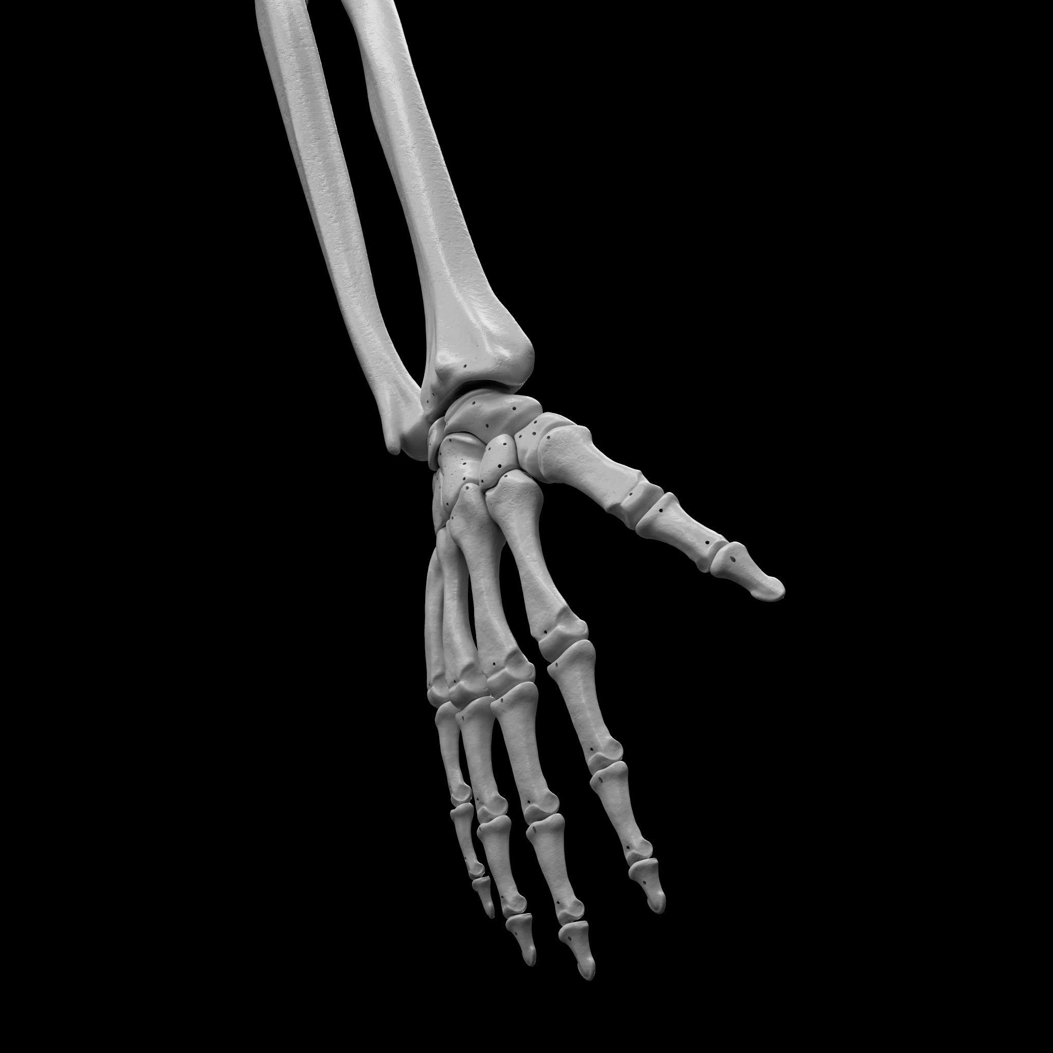 Human Rt Arm and Hand bones 3D model 3D printable | CGTrader