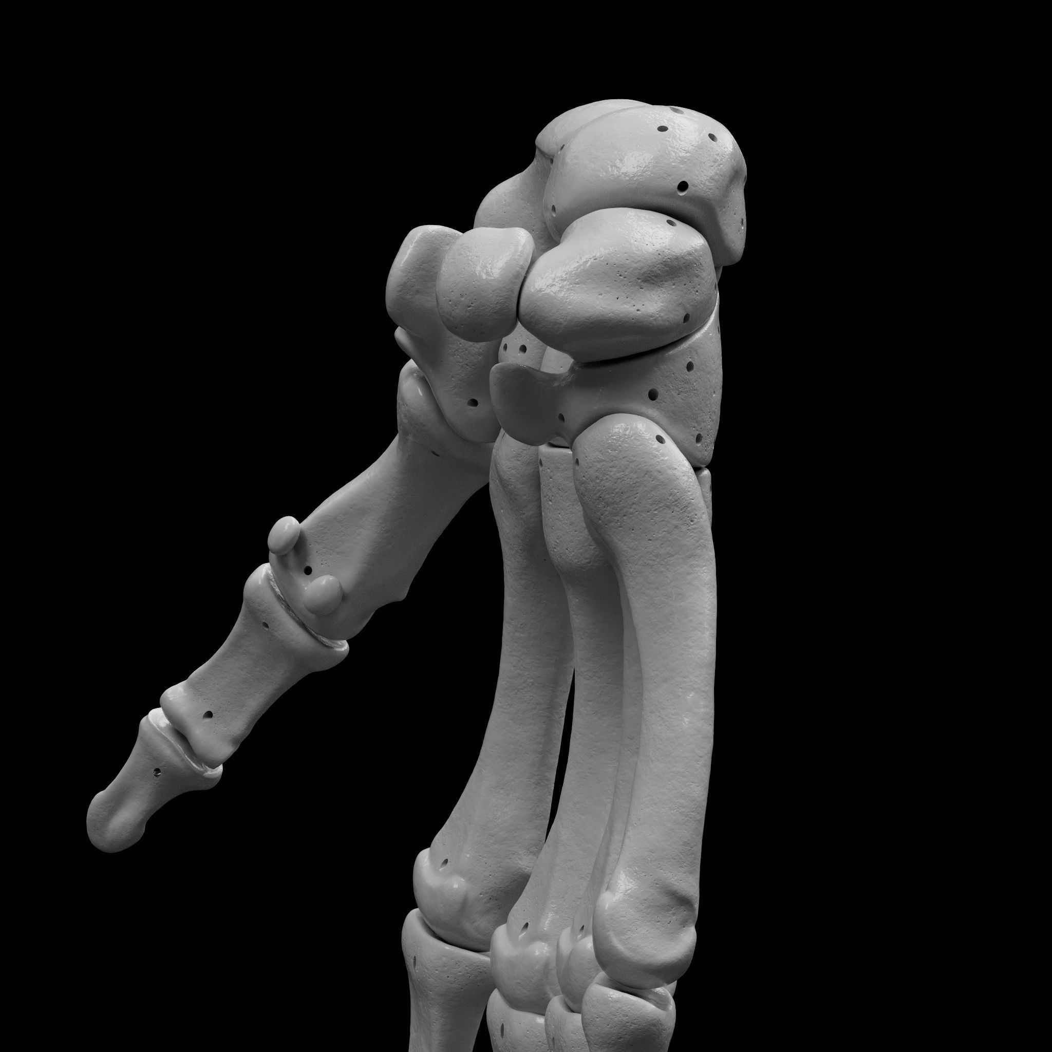 Human Rt Arm and Hand bones 3D model 3D printable | CGTrader