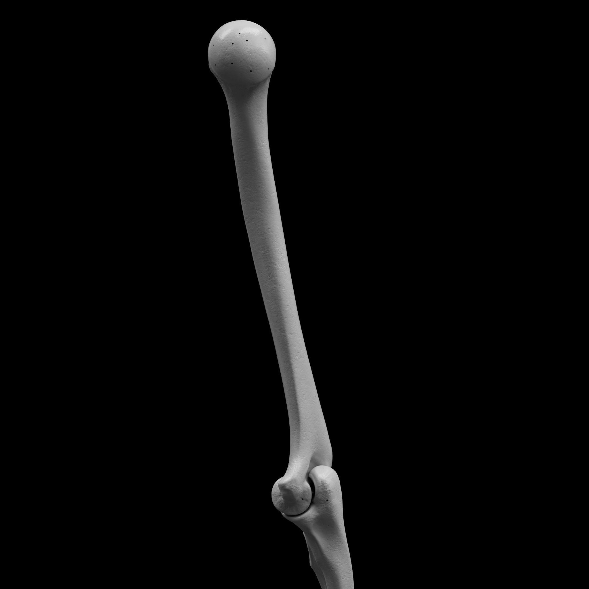 Human Rt Arm and Hand bones 3D model 3D printable | CGTrader