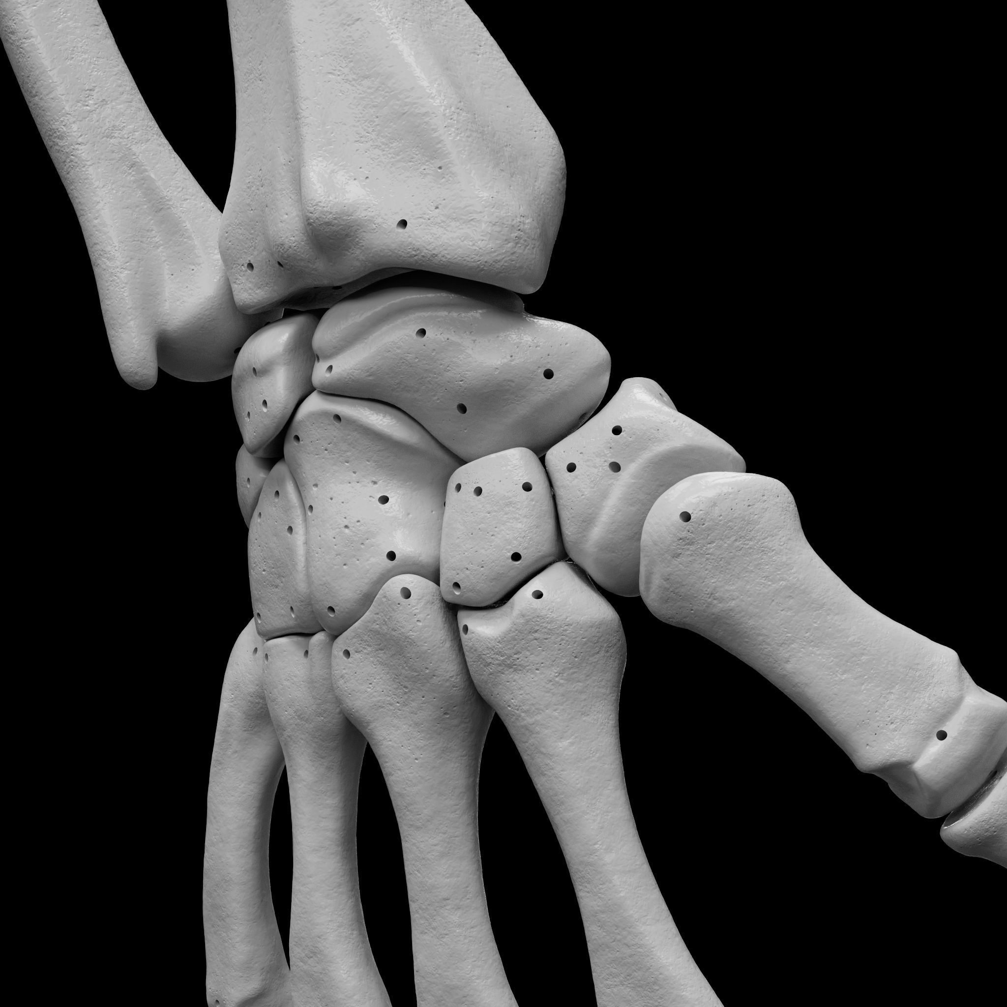 Human Rt Arm and Hand bones 3D model 3D printable | CGTrader