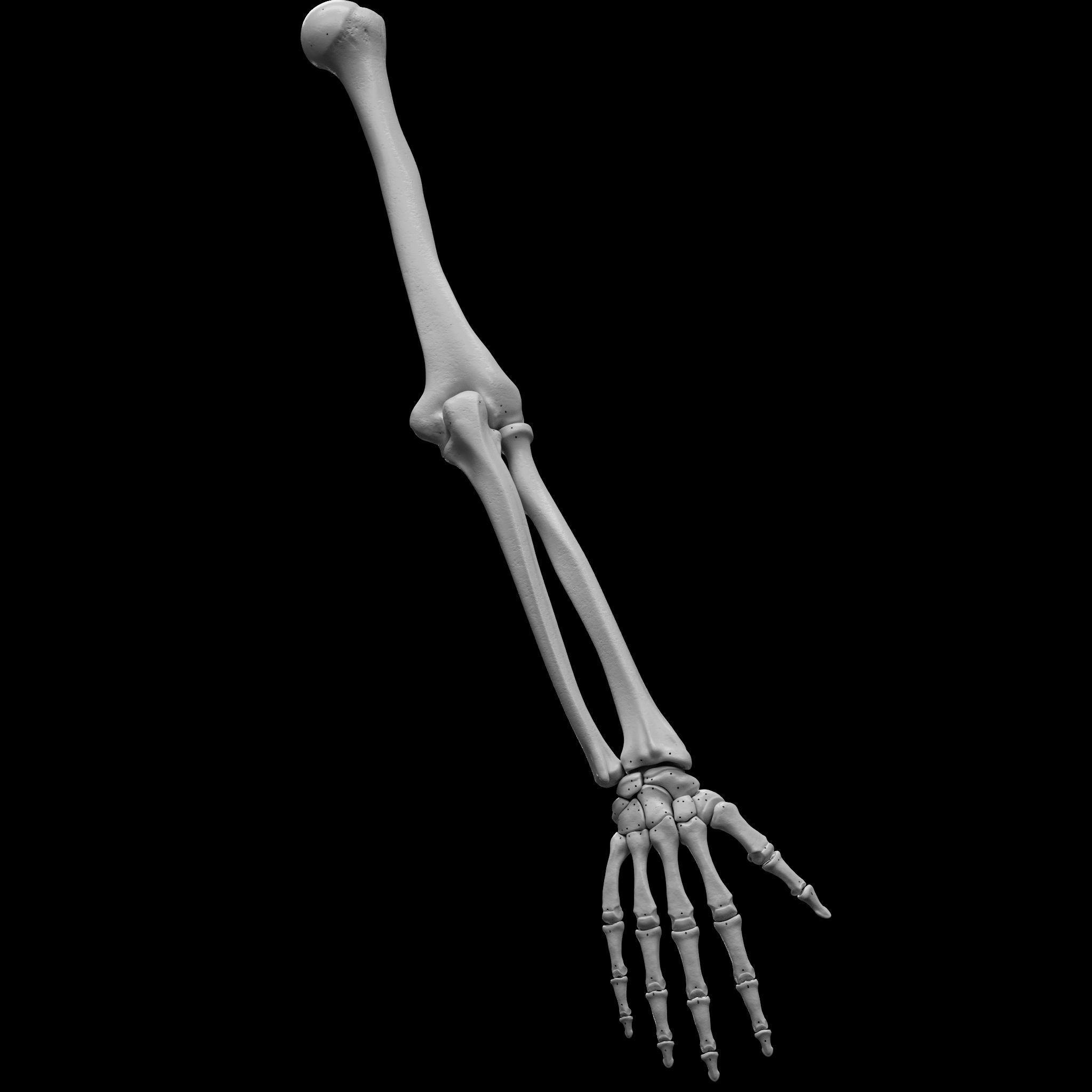 Human Rt Arm and Hand bones 3D model 3D printable | CGTrader