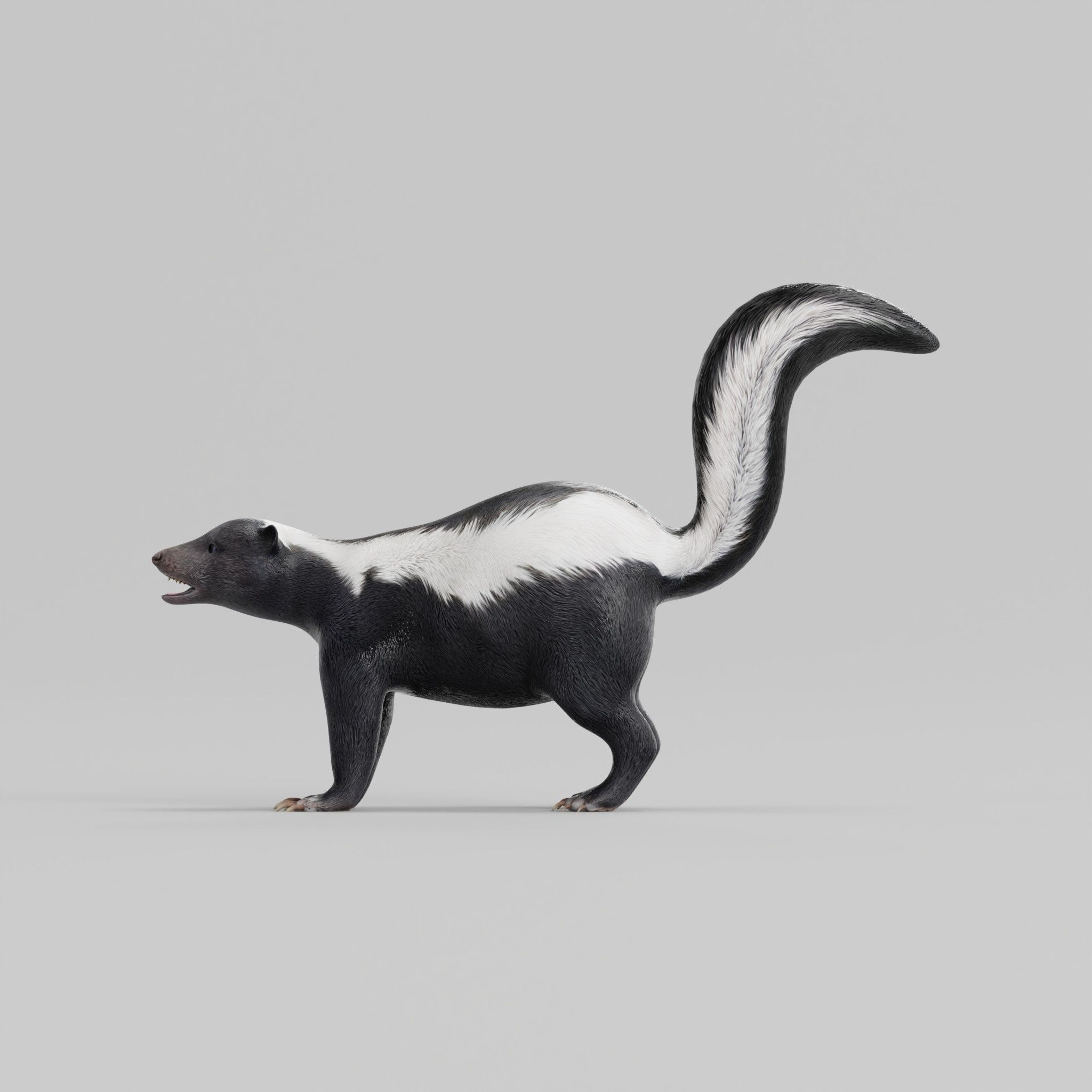 Skunk Mammal Animal 3D model animated rigged | CGTrader