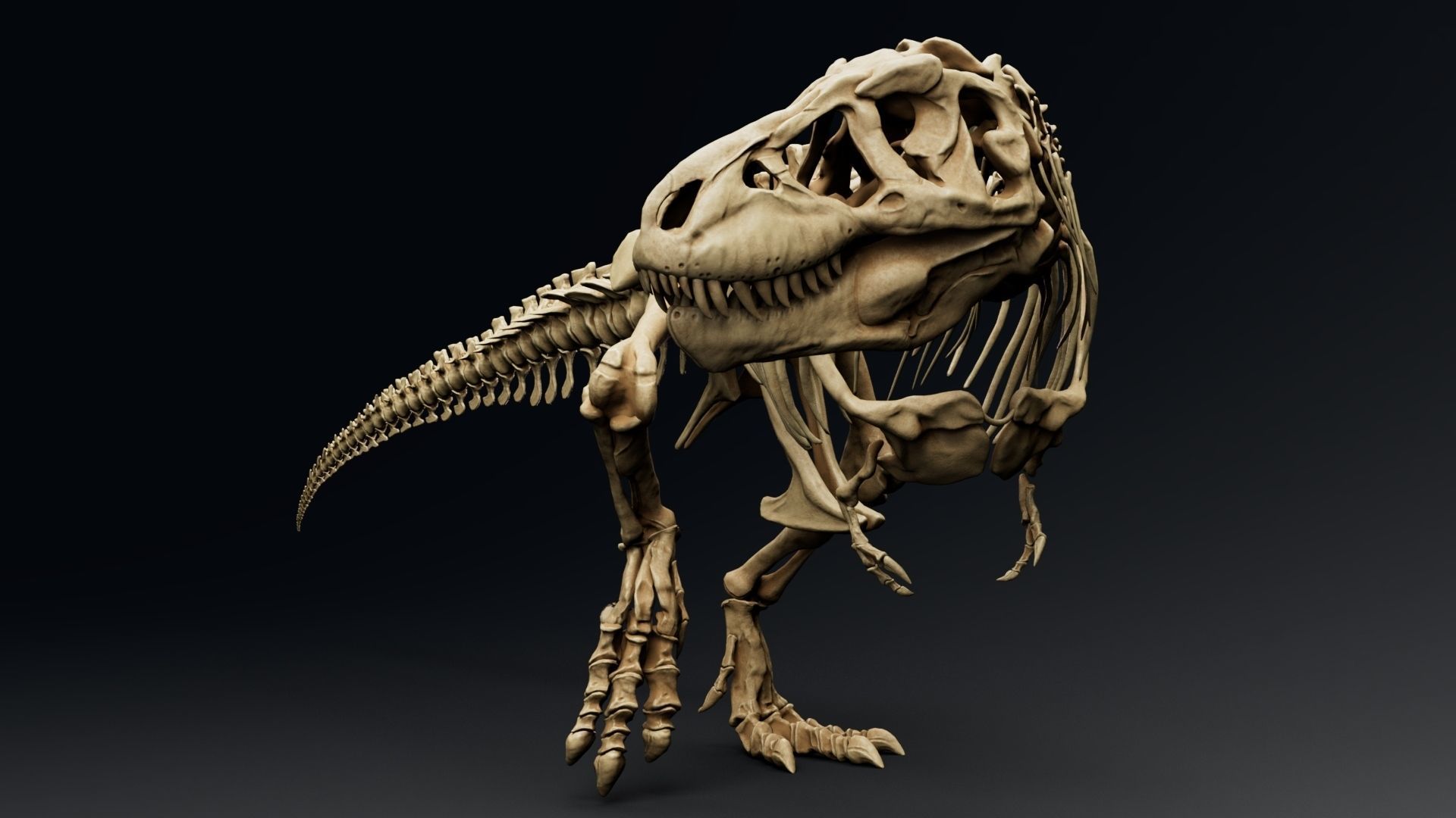 3D model Tyrannosaurus Rex Sue Skeleton -Unreal Engine and Unity ...