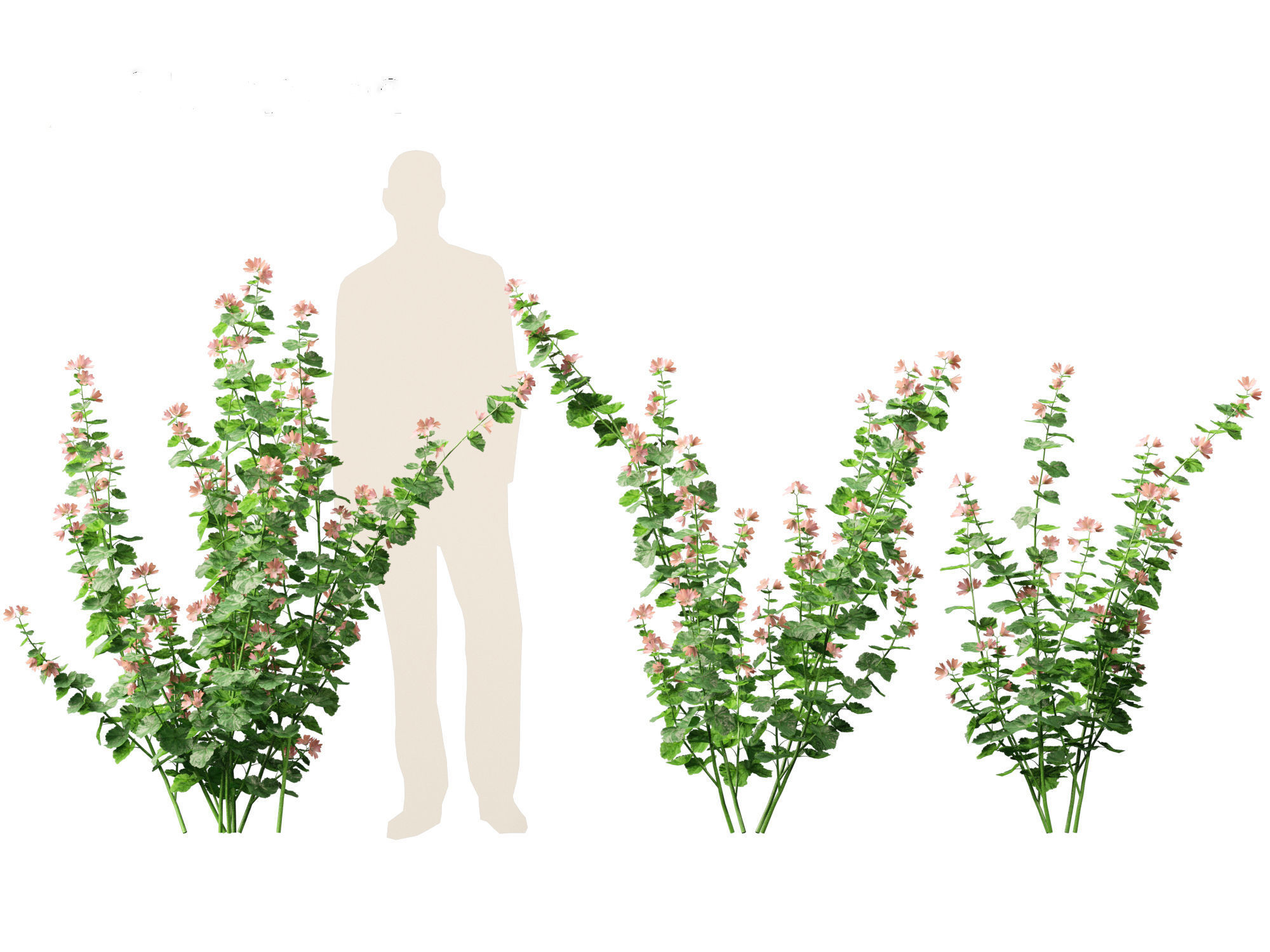 Lavatera cachemiriana - Kashmir Mallow 3D model | CGTrader