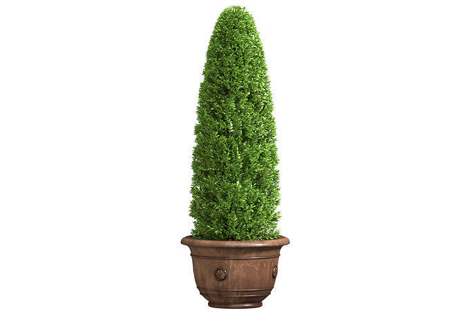 Decorative tree in a garden pot Front Entry Tree Patio Porch 3D model ...