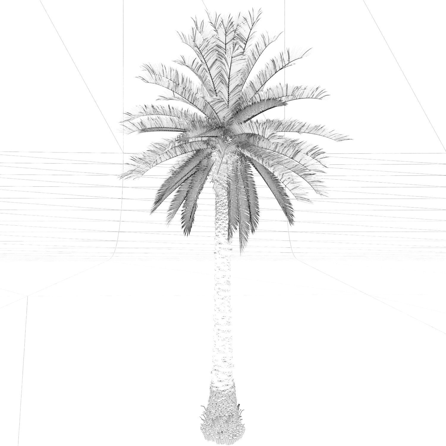 PALM TREE 1 - POHON PALEM Phoenix Canariensis VRAY CORONA 3DMAX 3D ...