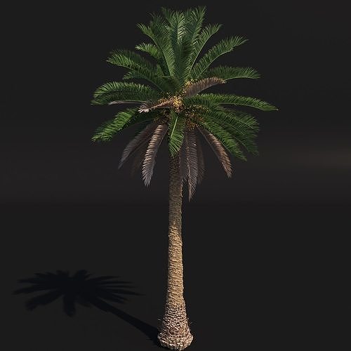 PALM TREE 1 - POHON PALEM Phoenix Canariensis VRAY CORONA 3DMAX 3D ...