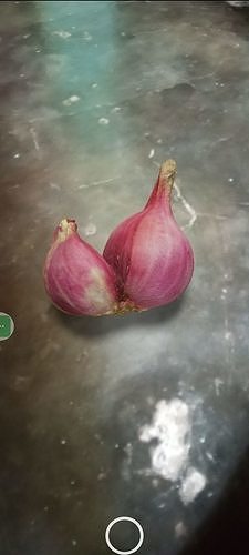 3D model RED ONION VR / AR / low-poly | CGTrader