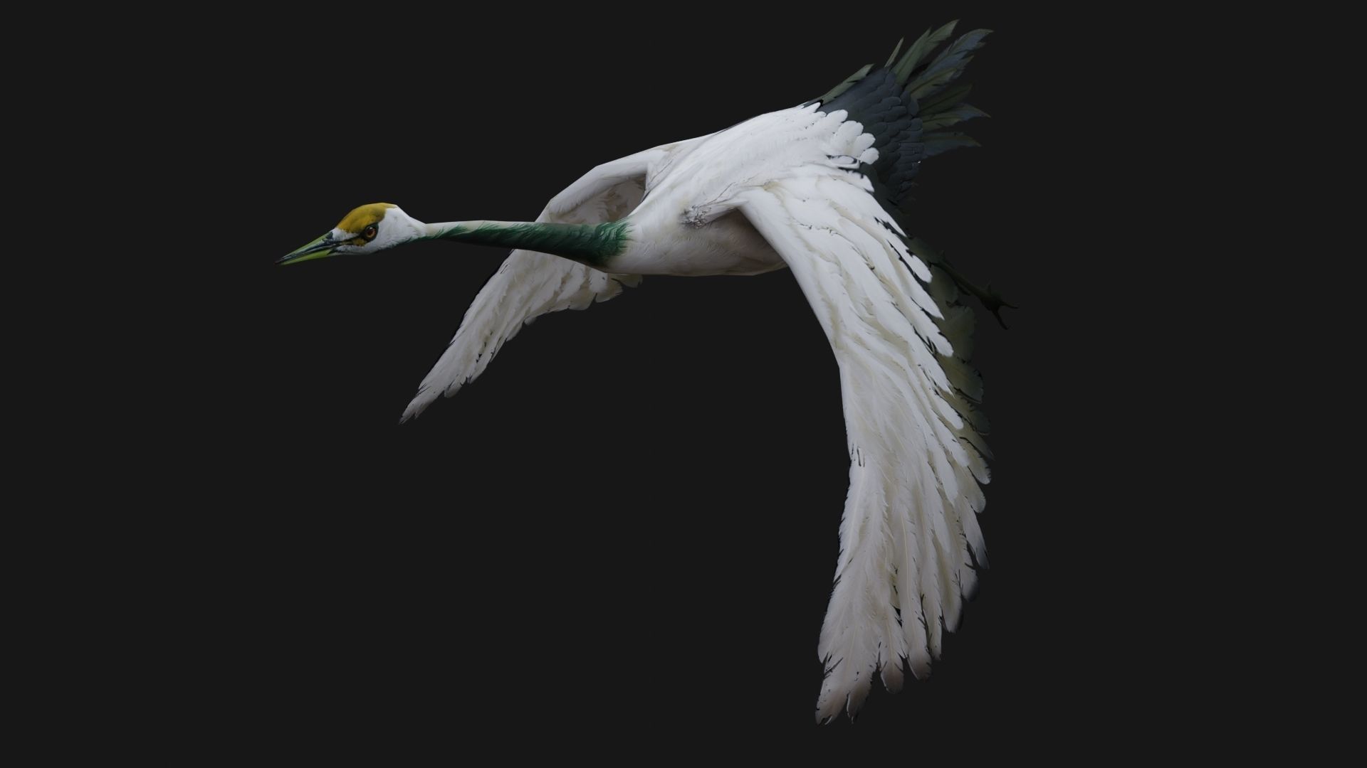 Crane Bird A2 3D model animated rigged | CGTrader