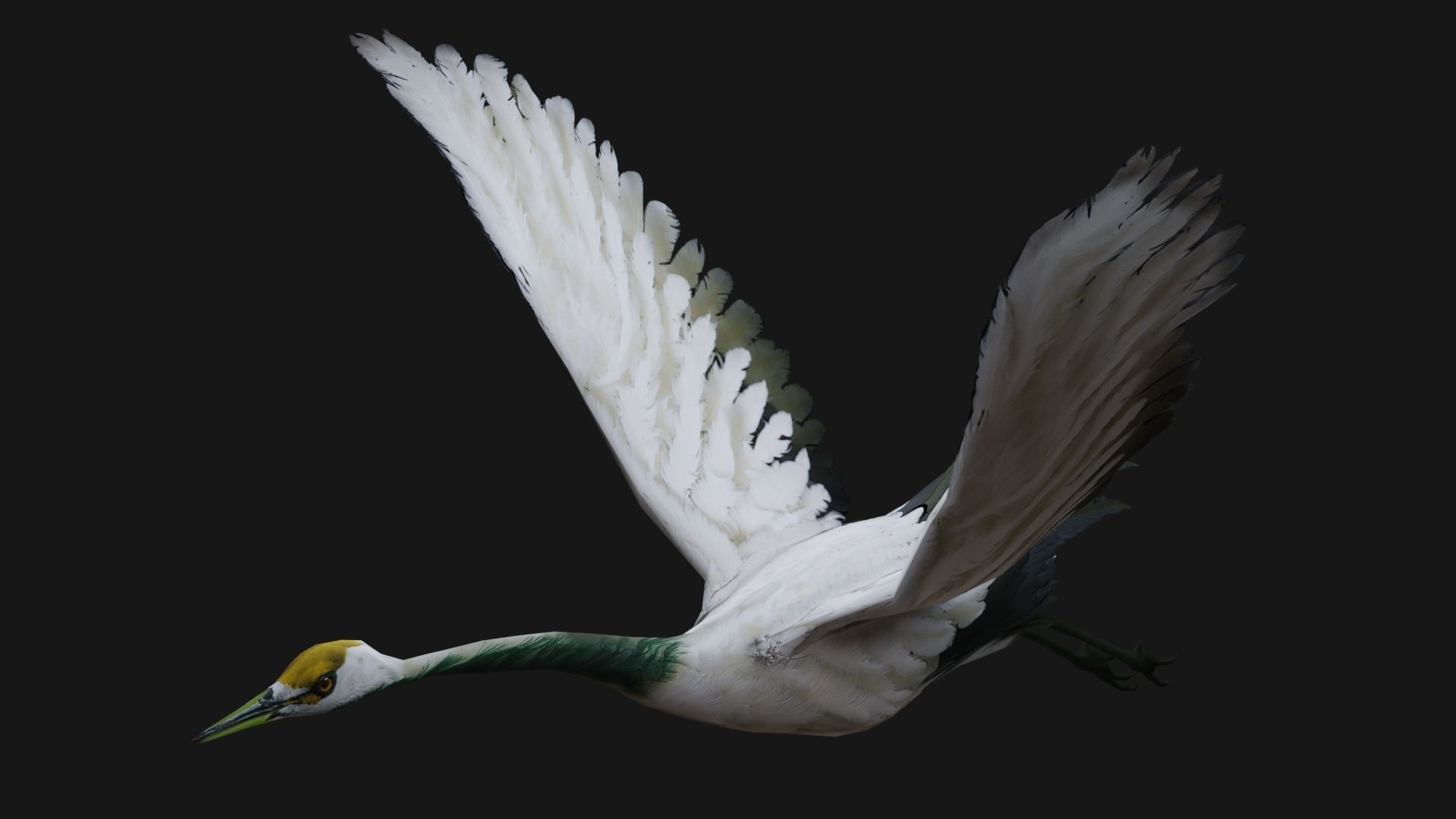 Crane Bird A2 3D model animated rigged | CGTrader