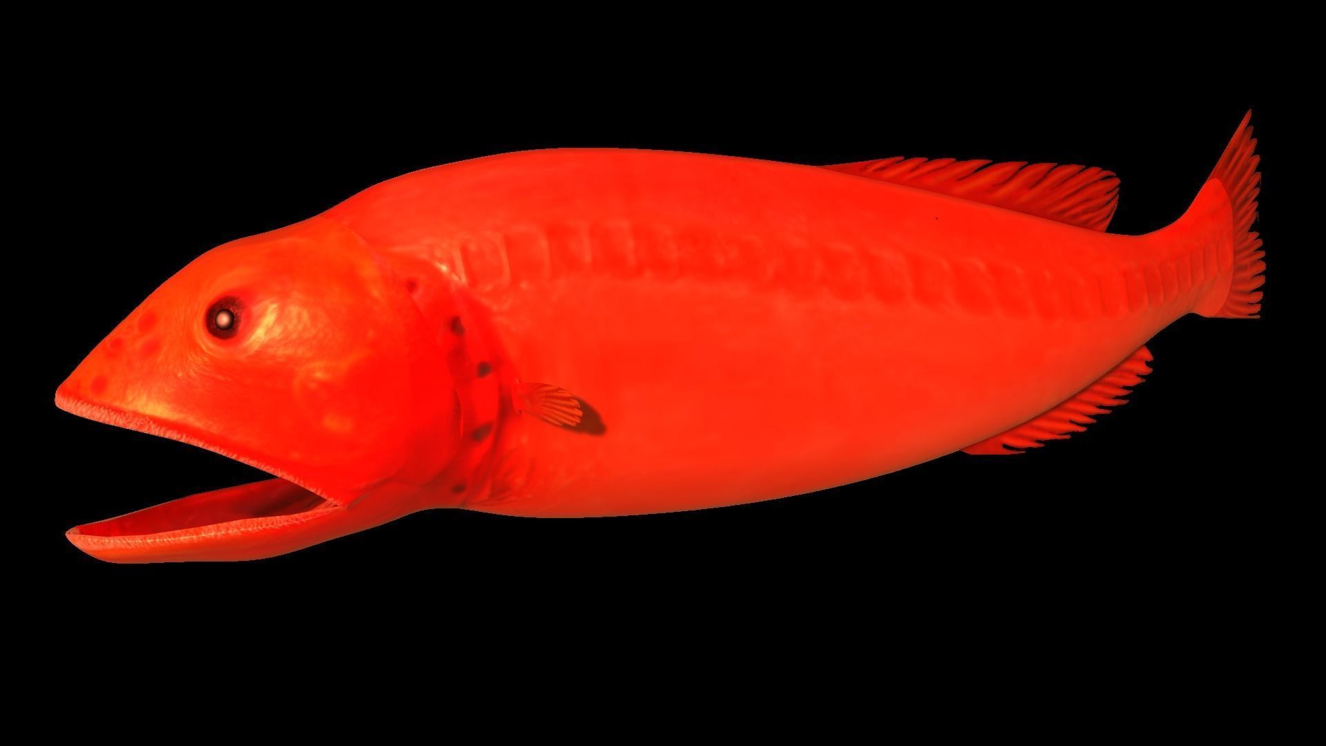 3D model Flabbywhale fish VR / AR / low-poly | CGTrader