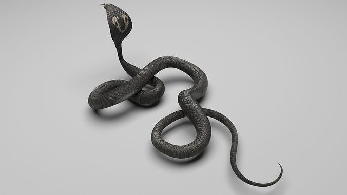 Cobra Snake 3D model | CGTrader