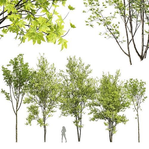 Acer Pseudoplatanus and Saccharinum Spring 3D model | CGTrader