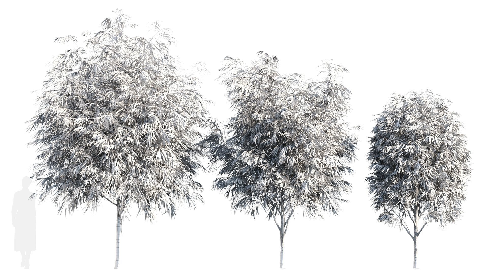 Burgundy Myrtle tree 3D model | CGTrader