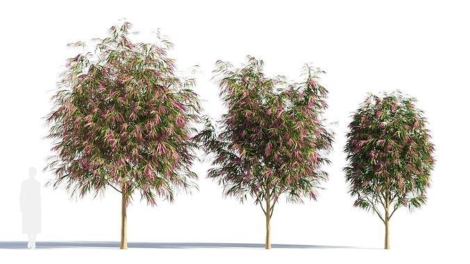 Burgundy Myrtle tree 3D model | CGTrader